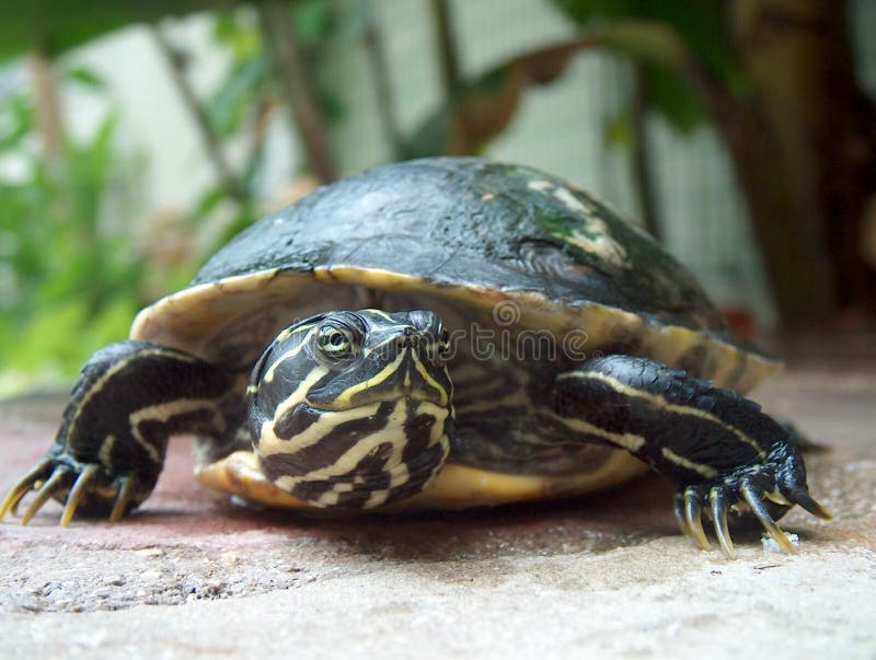 Turtle stock photo. Image of claws, turtle, snap, turtles - 22384
