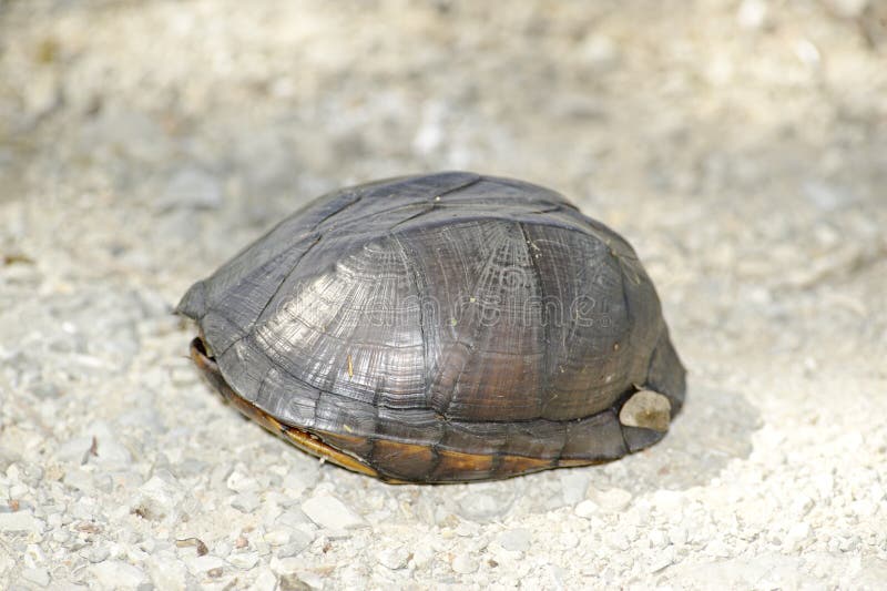 Turtle stock photo. Image of protection, hidden, hull - 23732070