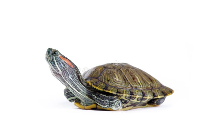 Turtle catches the frisbee stock image. Image of catch - 31708283