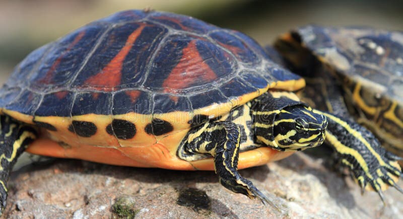 805 Turtle Shell Side View Stock Photos - Free & Royalty-Free Stock ...