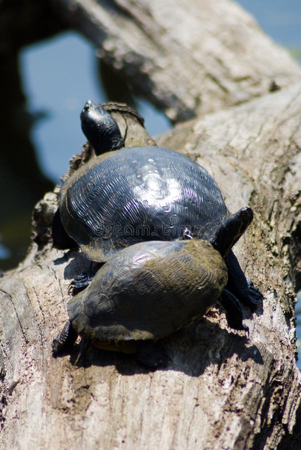 Turtles stock photo. Image of testudines, turtles, water - 259492240