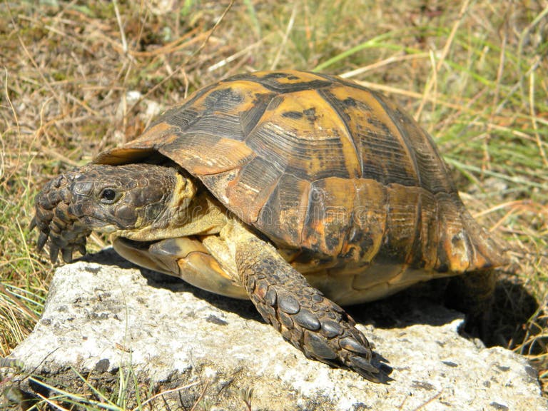 Turtle stock image. Image of wild, reptile, turtle, vegetarian - 26557219