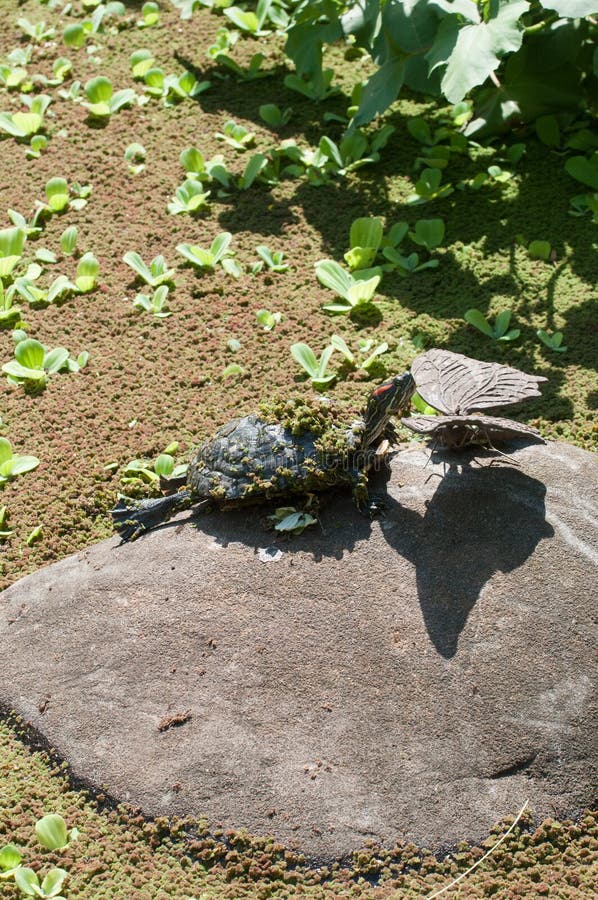A turtle stock photo. Image of animal, slow, turtle, reptile - 26561586