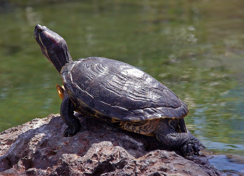 Turtle stock photo. Image of turtle, slow, shell, lazy - 265978