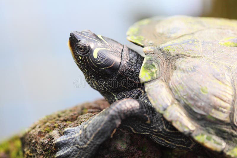 Razorback musk turtle stock image. Image of razor, musk - 15863785