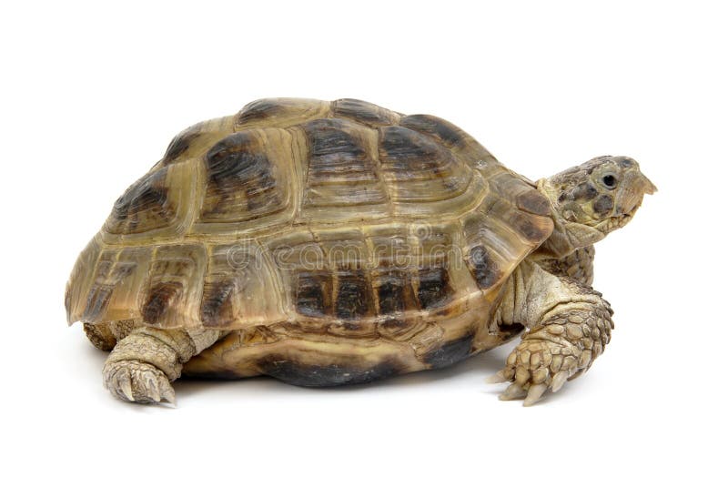 Empty turtle shell stock image. Image of white, empty, life - 188013