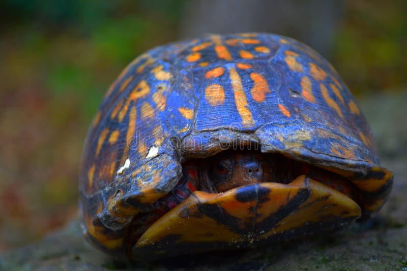 Angry turtle stock photo. Image of stare, slow, closeup - 13985242