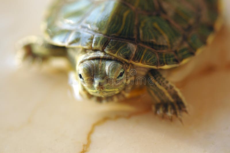 Niles Eye Stock Photos - Free & Royalty-Free Stock Photos from Dreamstime