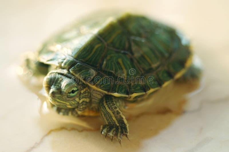 Niles Eye Stock Photos - Free & Royalty-Free Stock Photos from Dreamstime