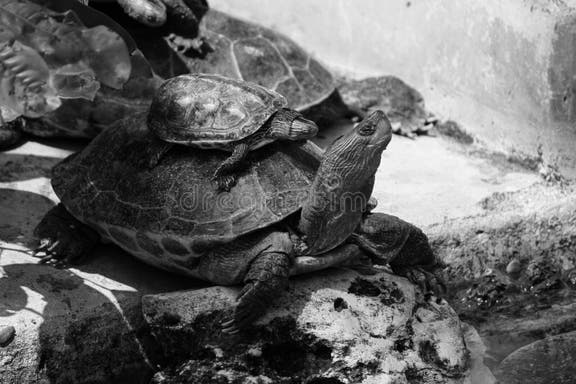 Turtle stock image. Image of cell, turtle, mother, carapace - 38198333