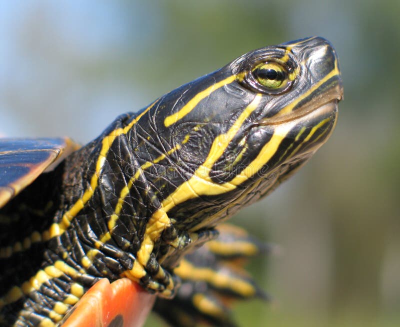 Turtle stock photo. Image of beak, amphibian, head, colour - 453122