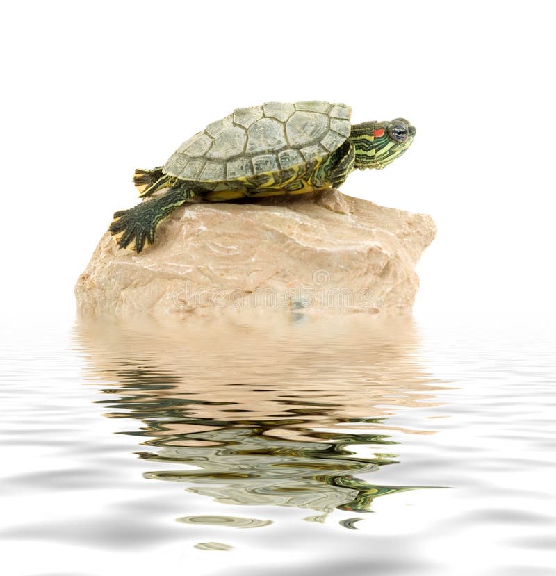 Turtle stock image. Image of reptile, small, marine, animal - 3330265