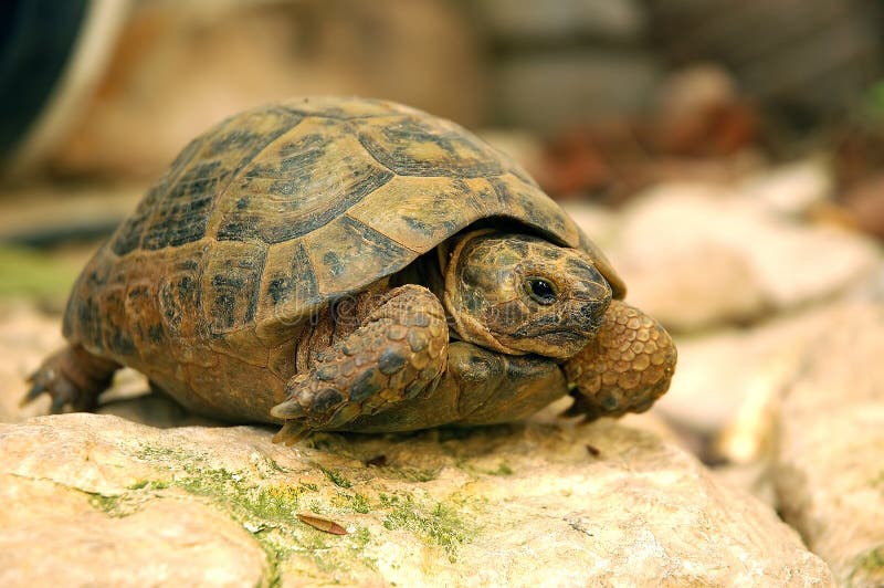 130 Scared Turtle Stock Photos - Free & Royalty-Free Stock Photos from ...