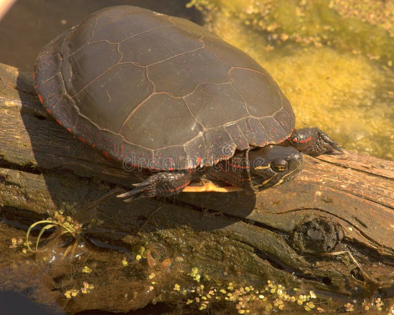 Wood Turtle side stock image. Image of water, amphibious - 894821