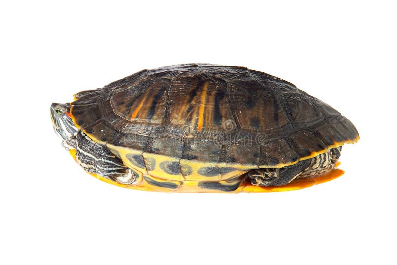 Empty Turtle Shell on White Stock Photo - Image of shell, growth: 28881590