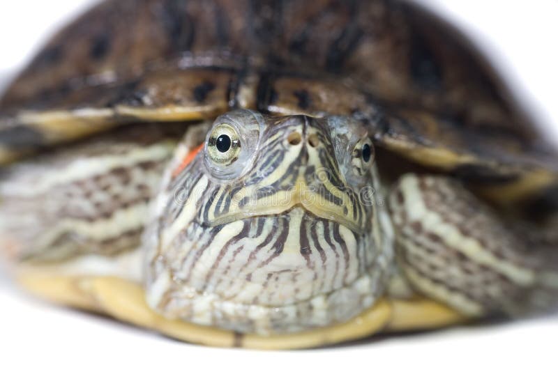 Amazon Toad-headed Turtle / Batrachemys Raniceps Stock Photo - Image of ...