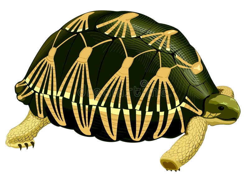 Hand-drawn Pet Trachemys Scripta Elegans Turtle Stock Illustration ...