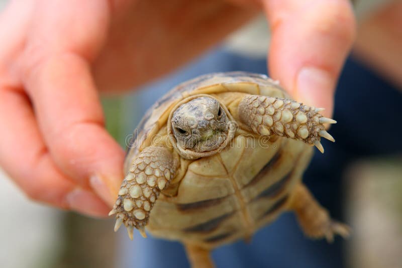 A turtle stock photo. Image of persistence, herbivorous - 8253204