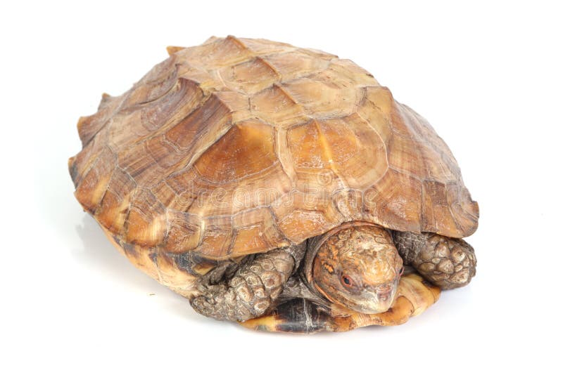 Empty turtle shell stock image. Image of white, empty, life - 188013