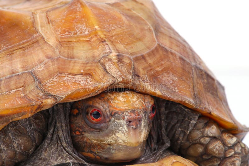 Funny Tortoise stock photo. Image of silly, tortoise - 17638852