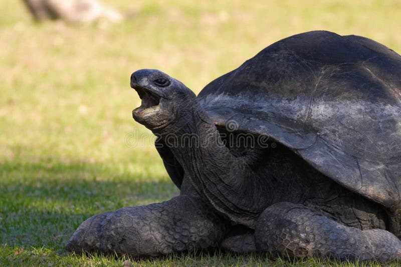 440 Turtle Open Mouth Stock Photos - Free & Royalty-Free Stock Photos ...
