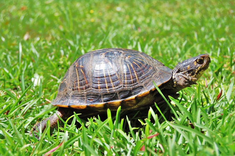 Turtle stock photo. Image of shell, move, animal, meadow - 5297350