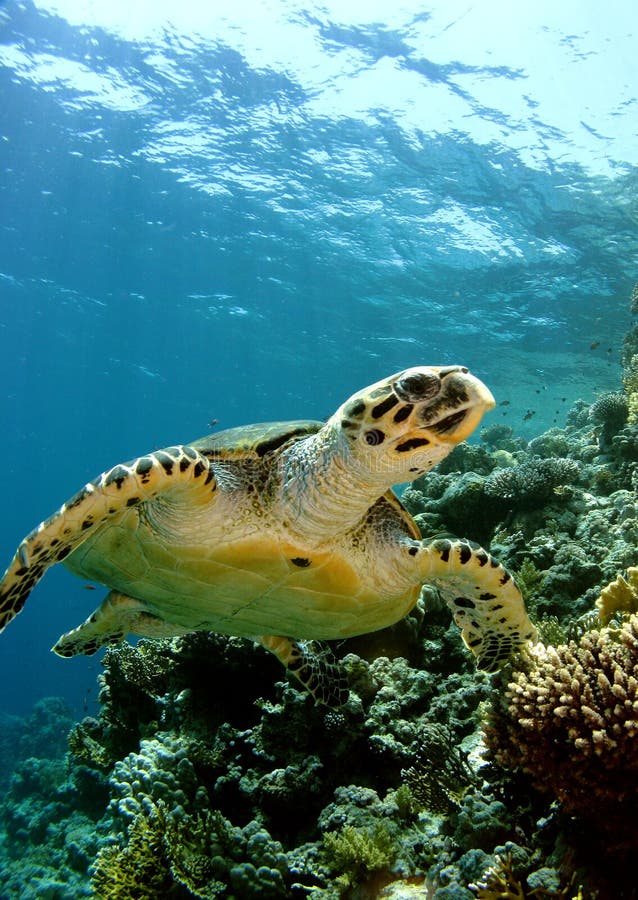 Sea turtle stock photo. Image of fauna, wild, flora, wildlife - 14959578
