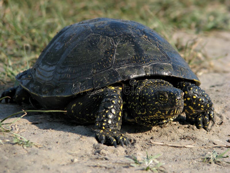 Portrait of turtle stock image. Image of looking, markings - 8856869