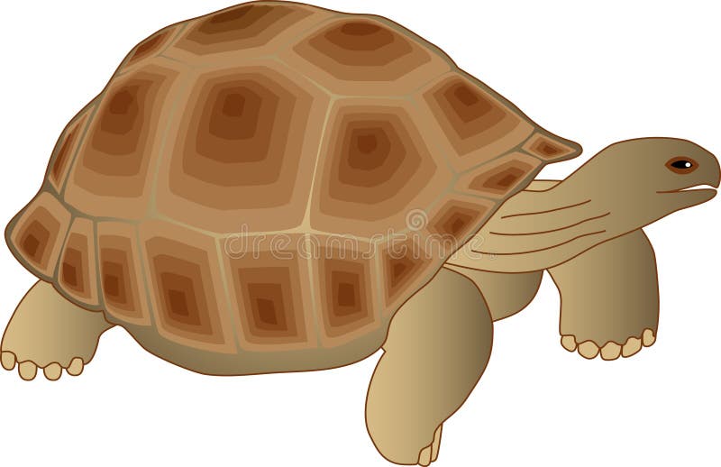Sulcata tortoise stock vector. Illustration of looking - 70983513