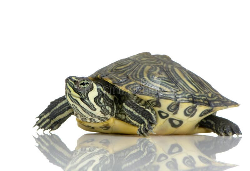 Turtle - Acanthochelys stock photo. Image of isolated - 2314008