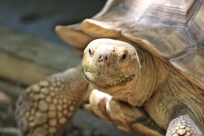 Adorable Turtle Head Poking Out of the Water Stock Photo - Image of ...