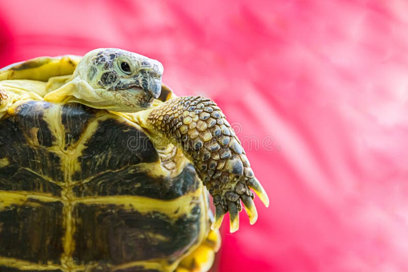 Turtle Aggressive Severe Muzzle Expression Close-up Portrait of Long ...