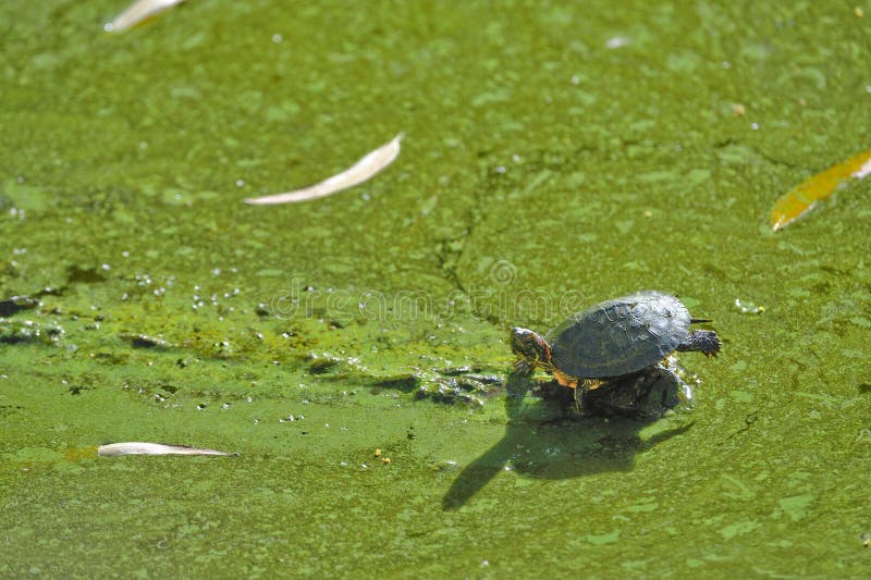 Turtle on Algae Covered Pond Stock Image - Image of outside, walks: 8761093