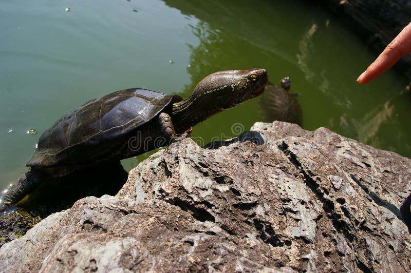 Turtle Allured by a Finger (Pelusios Niger) Stock Image - Image of park ...