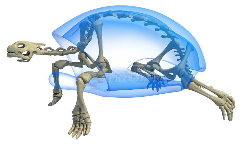 Turtle Anatomy Tortoise Transparent X-ray Skeleton 3D Rendering Stock ...