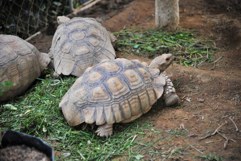 Turtle Animal life long stock photo. Image of garden - 74751620