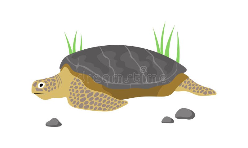 Turtle. Animal. Rare. an Endangered Species Stock Vector - Illustration ...