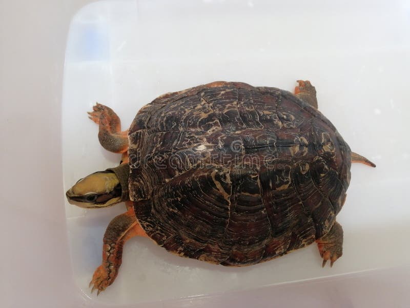 Turtle animal tortoise stock image. Image of animal - 224583455