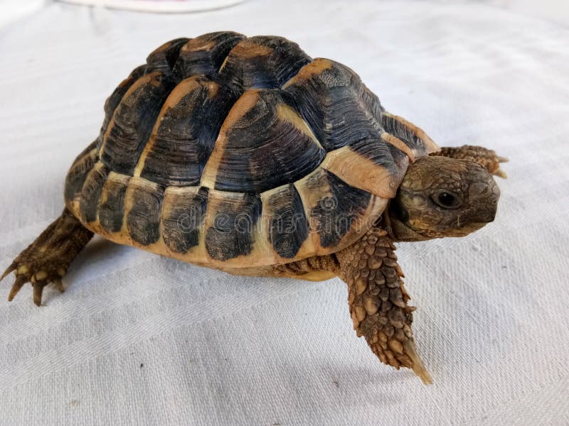 The Nature and Human Creation Stock Photo - Image of beautiful, garden ...