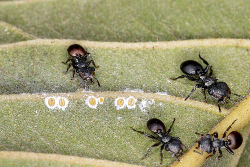 Turtle Ant stock image. Image of nature, background - 195713313