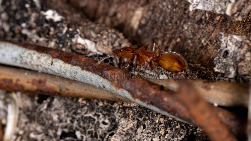 Turtle Ant Soldier Stock Photos - Free & Royalty-Free Stock Photos from ...