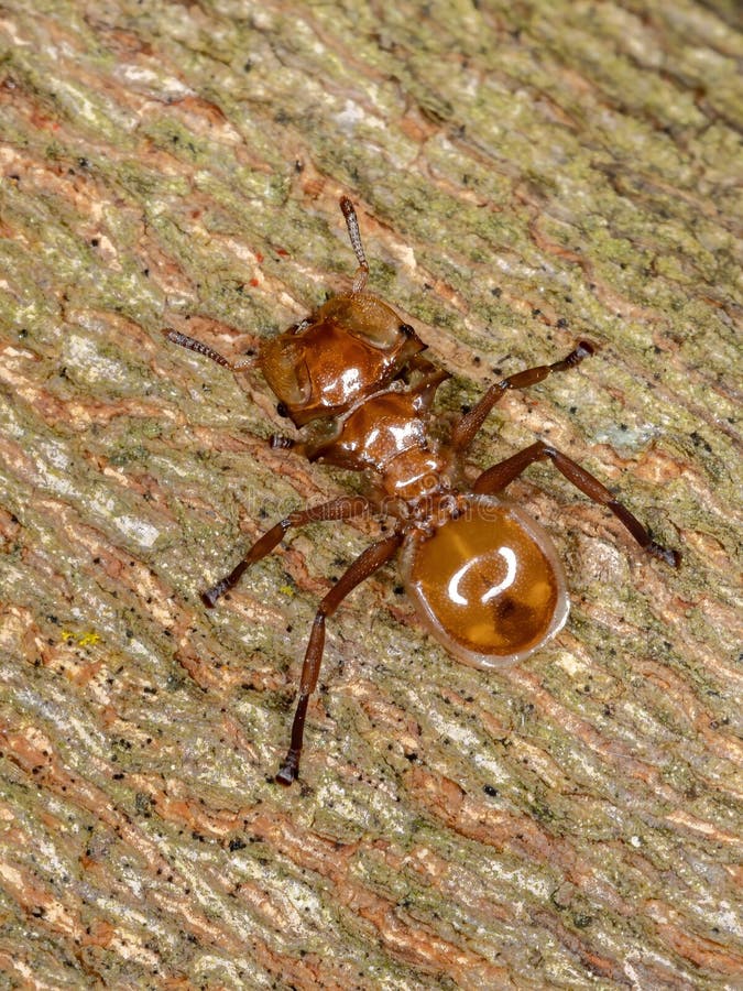Turtle Ant stock image. Image of central, brown, entomology - 195704739