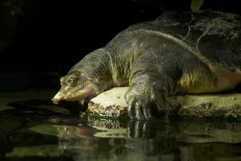 Turtle with the big nose stock image. Image of fish, brown - 30486549