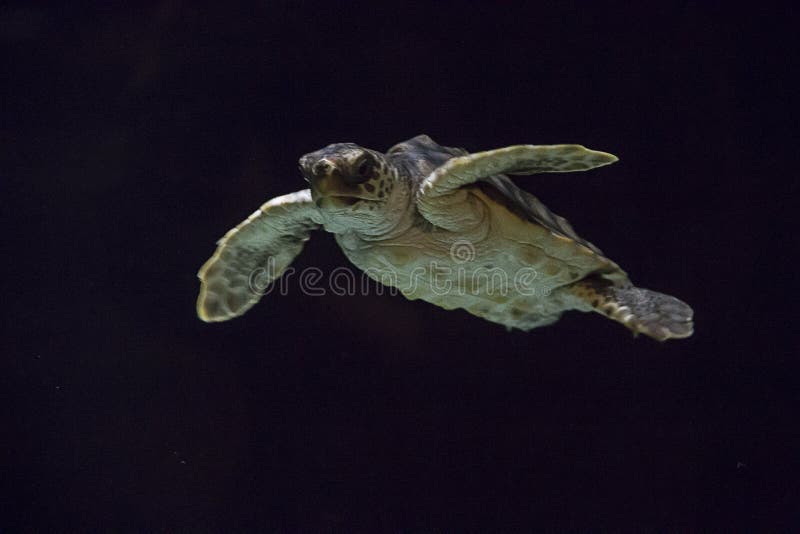 Turtle in an Aquarium at the Mystic Aquarium in Mystic Connecticut ...
