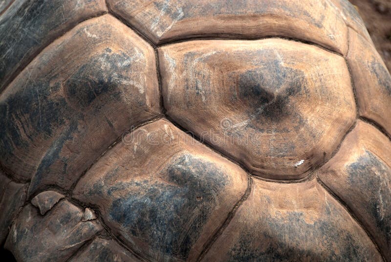 266 Turtle Armor Detail Stock Photos - Free & Royalty-Free Stock Photos ...