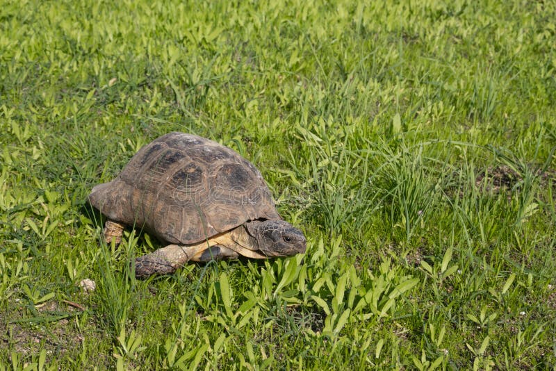 Turtle in Athens, Greece, on the Sights of Acropolis Monument on Green ...