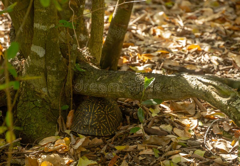 Turtle Attempts To Hide Under Low Tree Branch Stock Image - Image of ...