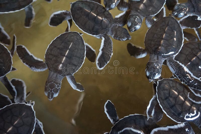Turtle Babies in a Turtle Hatchery. Stock Image - Image of frog, nature ...