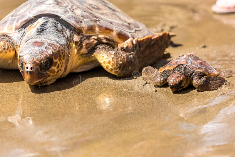 Turtle Baby with Mother on Beach Stock Photo - Image of nature, born ...