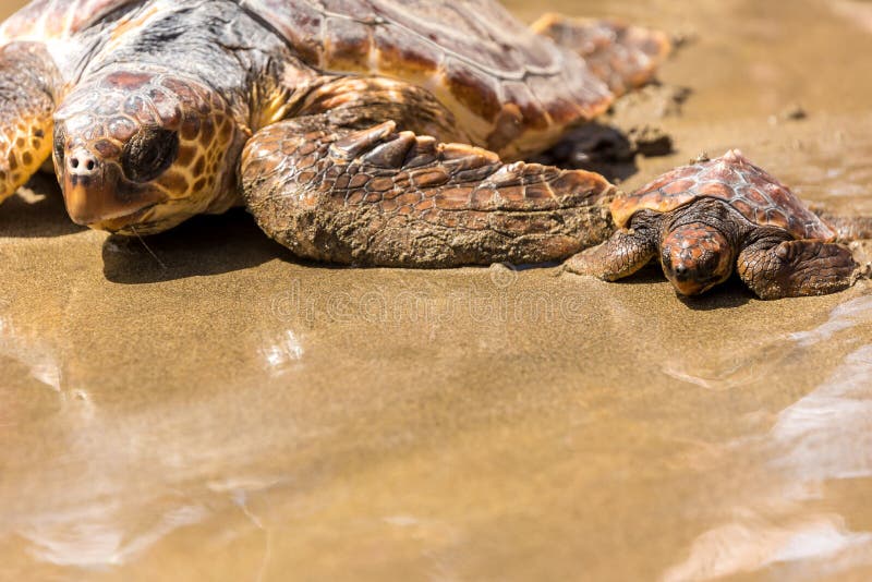 Turtle Baby with Mother on Beach Stock Photo - Image of reptile, nature ...